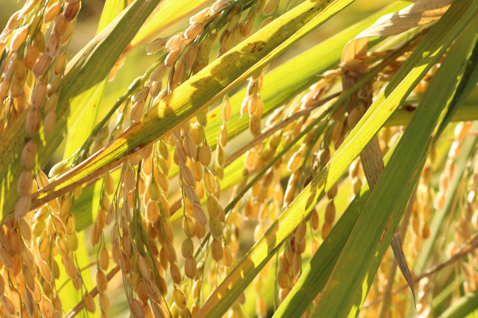 Sake Rice – Isbell Farms